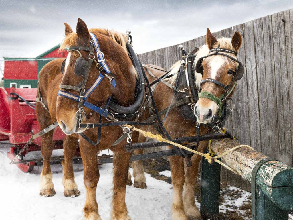 Outdoor winter activities in Nova Scotia - Tourism Nova Scotia