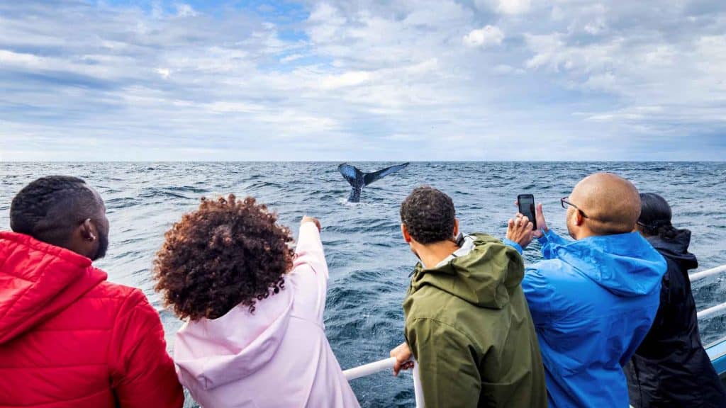 Where to go Whale Watching in Nova Scotia - Tourism Nova Scotia