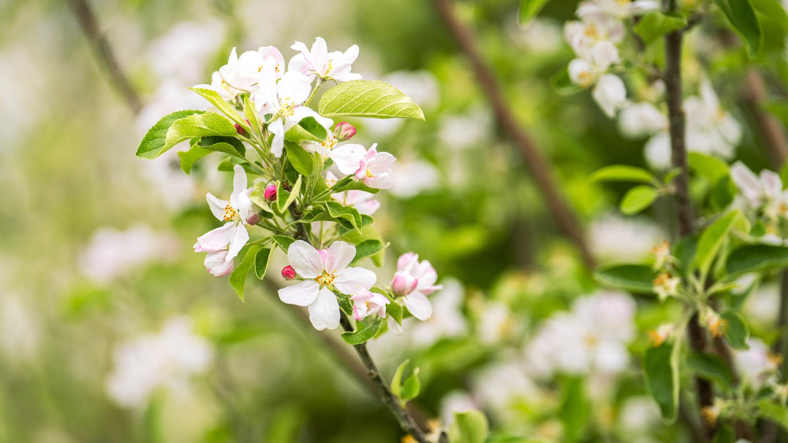 Annapolis Valley Apple Blossom Festival - Tourism Nova Scotia