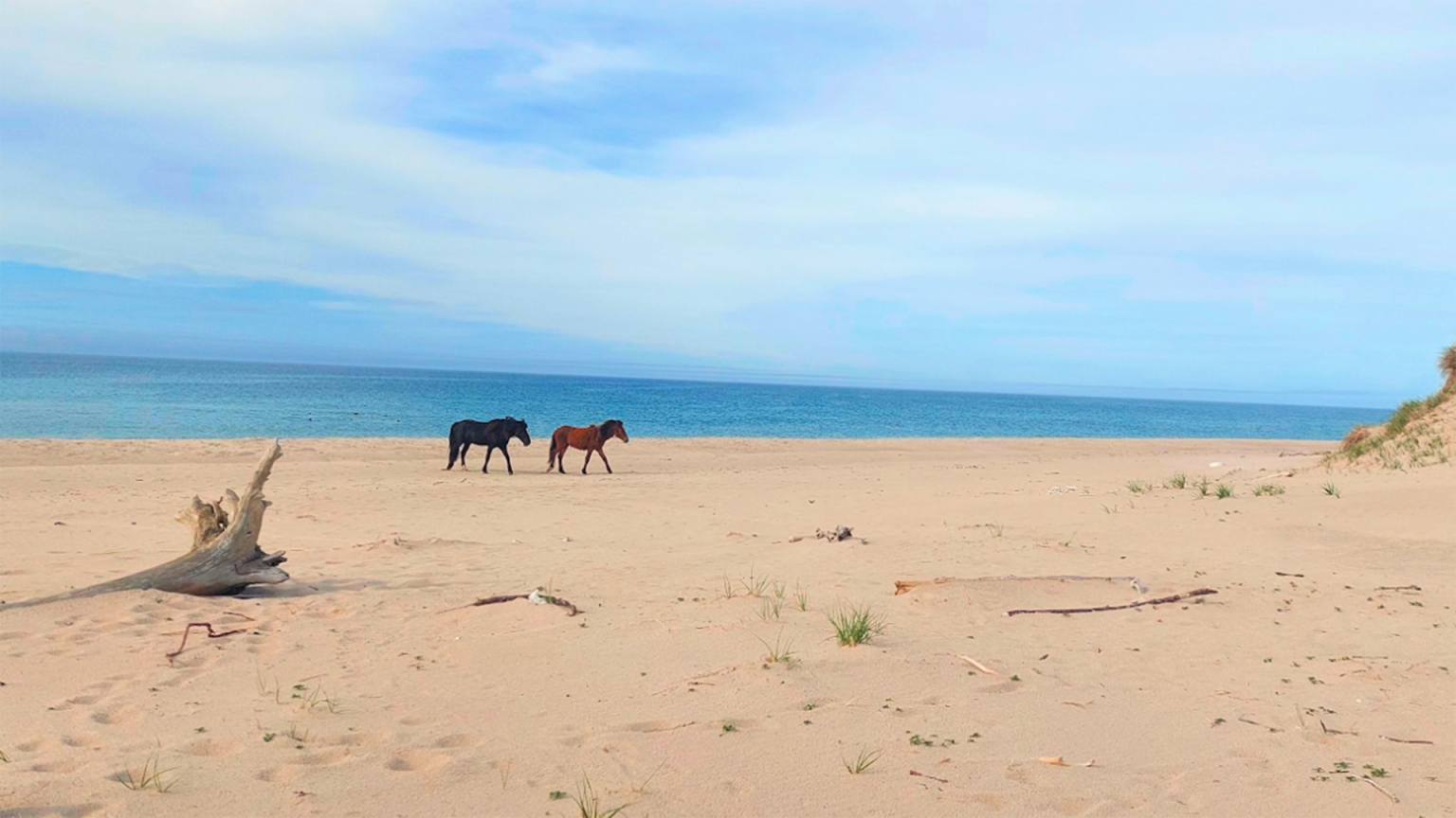 Sable Island National Park Reserve - Tourism Nova Scotia